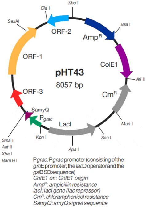 Pht43载体质粒图谱、序列、说明书、价格 N Amyq 诱导 Pgrac