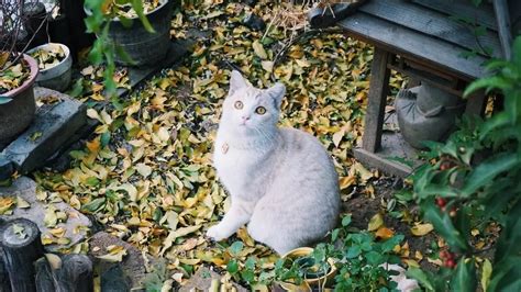 适合才是最好的：国内最流行的5大猫咪 喵百科 上亦科技