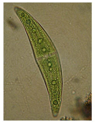 Mark Simmons Microbus Microscope Educational Website