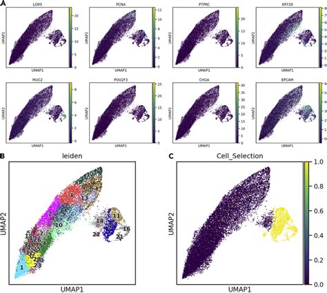 Heuristic Cluster Selection Criteria A Marker Gene Umap Overlays