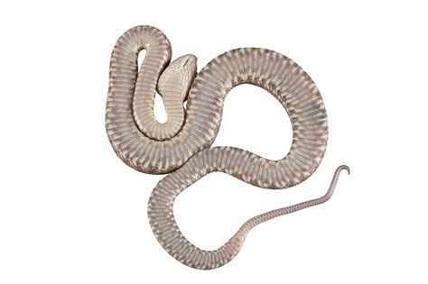 Galería Bioweb Ecuador