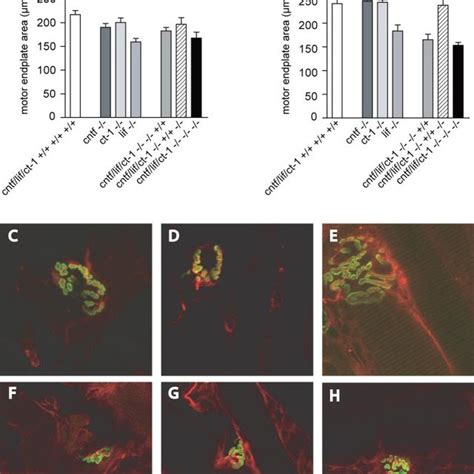 Diagram Of Motor Endplate 10 3 Muscle Fiber Excitation Cont
