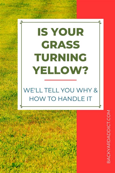 Grass Turning Yellow Find Out Why And How To Fix It My Garden Days
