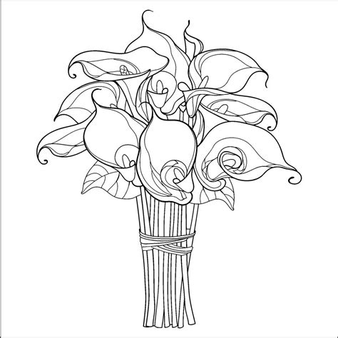 Beautiful Calla Lily Flower Sketches