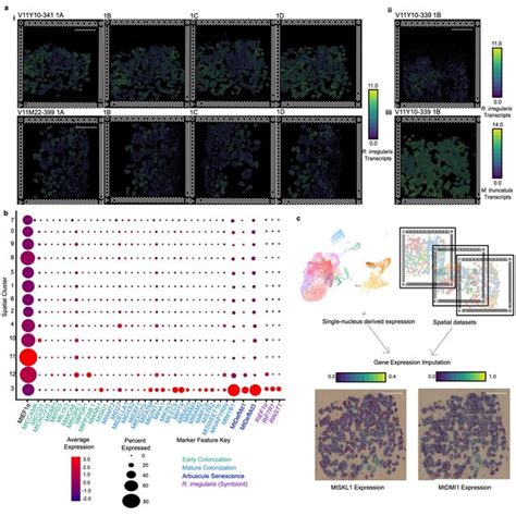 Analyzing Colonization Stage Specific Gene Expression Download Scientific Diagram