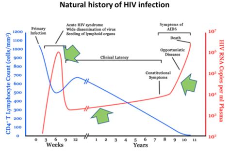 Hiv Testing Flashcards Quizlet