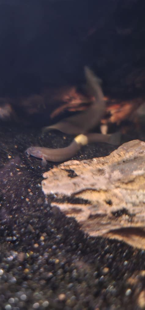 Help With Black Kuhlii Loach R Aquariums