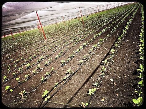 Издавање на евидентен лист до крајот на месецот Современо Земјоделство