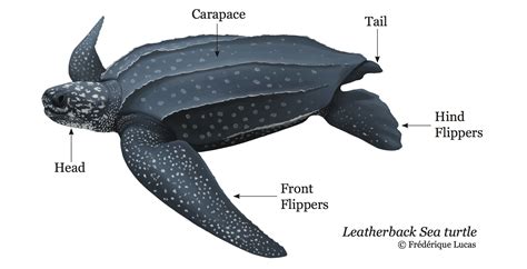 Sea Turtle Shell Anatomy