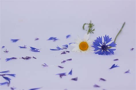 흰색 배경에 파란색 옥수수 꽃과 흰색 카모마일 흩어져있는 파란색 꽃잎 0명에 대한 스톡 사진 및 기타 이미지 0명 계절 꽃 나무 Istock