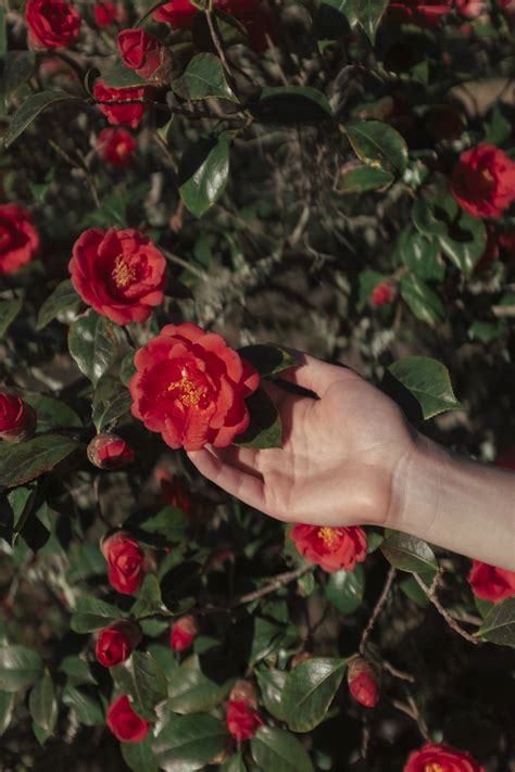 Polaroid Hi Print Gen 2 E Box White