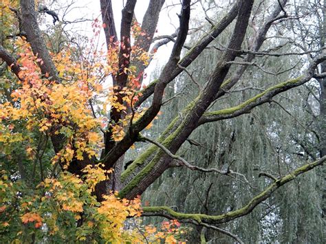 Poland Autumn Tree Free Photo On Pixabay