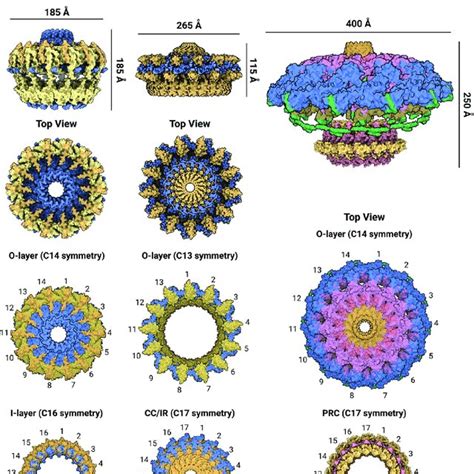 Symmetry Mismatch In Minimized And Expanded T4ss Architectures Download Scientific Diagram