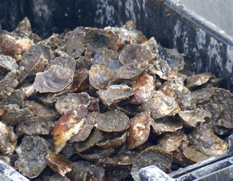 Conscience Point Shellfish Southampton New York