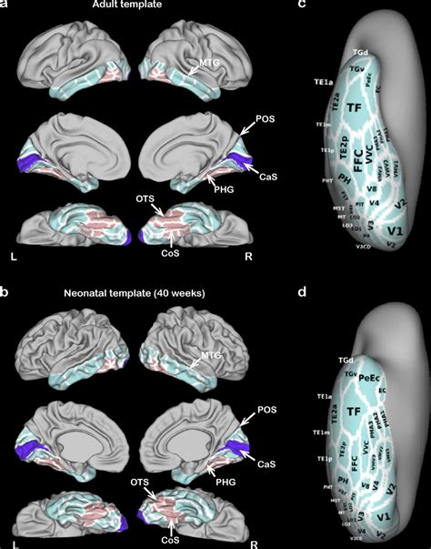 Figures And Data In Development Of Visual Cortex In Human Neonates Is Selectively Modified By