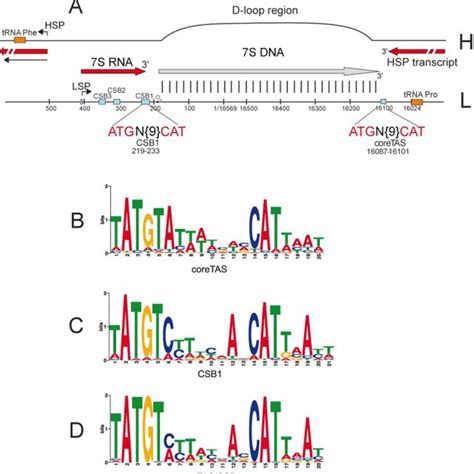 Human Mitochondrial D Loop Region And Sequence Logos Of Conserved Download Scientific Diagram