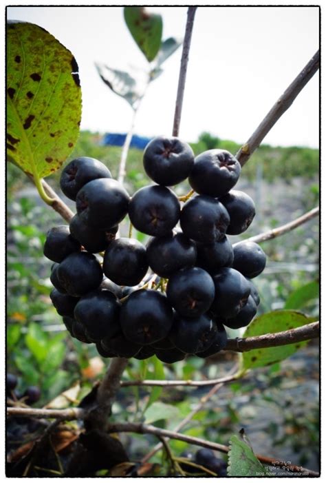 단양 아로니아 아로니아 베리 단양 특산물 아로니아베리 효능 단양 아로니아 축제 9월 축제 블랙 초크베리 블루베리보다 좋은 아로니아 베리의 효능
