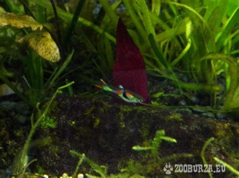 Endler Guppi Hal 50 Ft