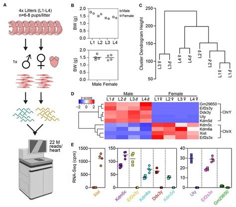 Rna Seq Analysis Of Neonatal Cardiomyocytes Reveals Hierarchical