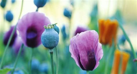 毒品的起源 人类是如何打开毒品的潘多拉魔盒 知乎