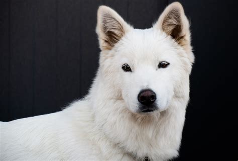 하얀 강아지 종류 8가지 털 관리하는 방법 알아보기 비마이펫 라이프 하얀 강아지 종류 8가지 털 관리하는 방법 알아보기 비마이펫 라이프