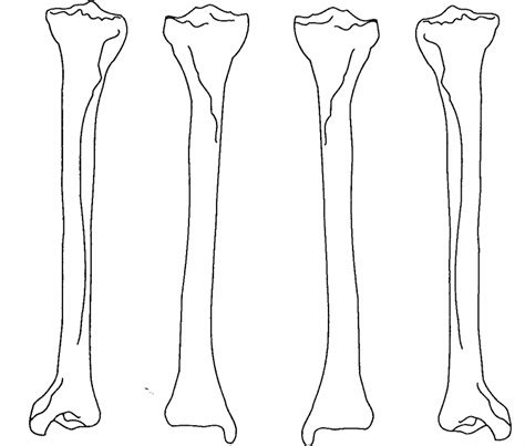 Diagram Of Tibia Quizlet Diagram Of Tibia Quizlet