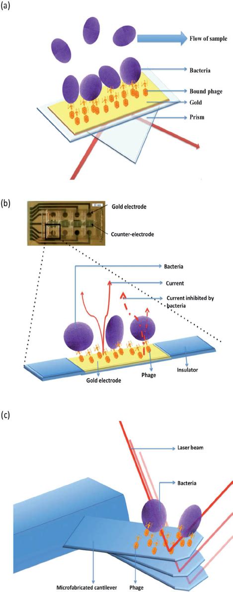 Schematic Representation Of Phage Based Biosensing Techniques For The Download Scientific