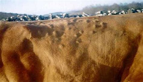 Hipoderma Lineatum Intra Puparial Development Of The Black