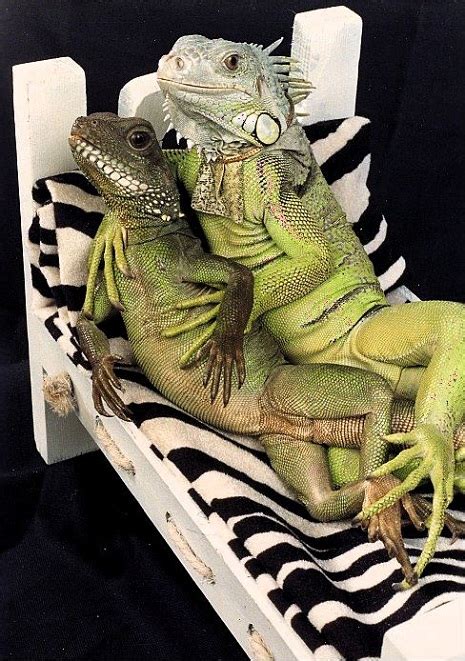 Lizard Love Get Sensual With The Classy Films Of Henry Lizardlover Dangerous Minds