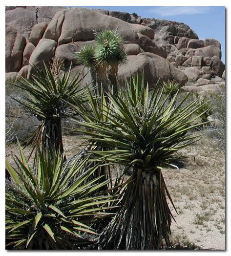 Mohave Yucca Desertusa