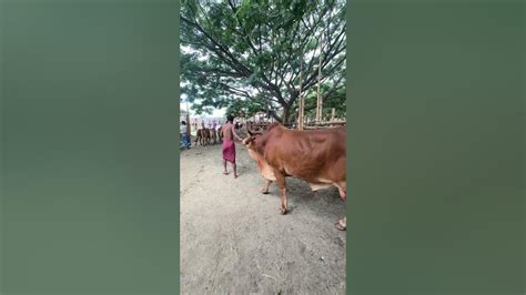 কোরবানির গরু ২০২৫ ভাই কত নিলো Bhai Koto Nilo 2025 Gorur Haat Cow Price In Bangladesh