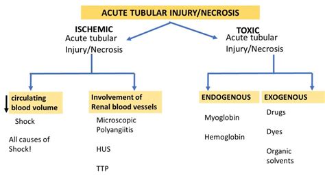 Pathology Of Acute Tubular Injury Necrosis Pathology Made Simple