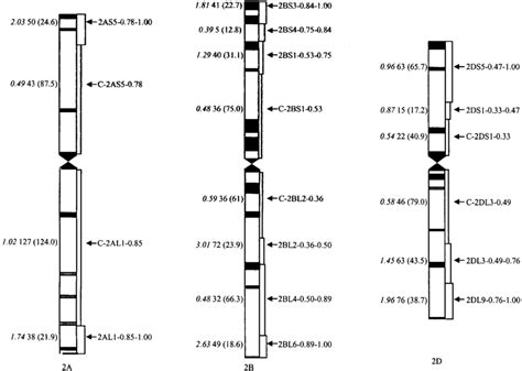 —distribution Of Est Loci Among Group 2 Chromosome Bins Italicized Download Scientific Diagram