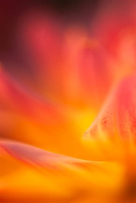 Using Color In Macro Photography The Ultimate Guide To Stunning Shots