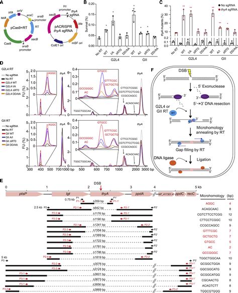 Group Ii Intron Like Reverse Transcriptases Function In Double Strand Break Repair Cell