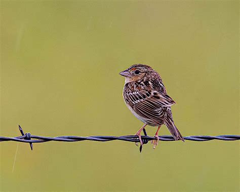 Grasshopper Sparrow Birdforum