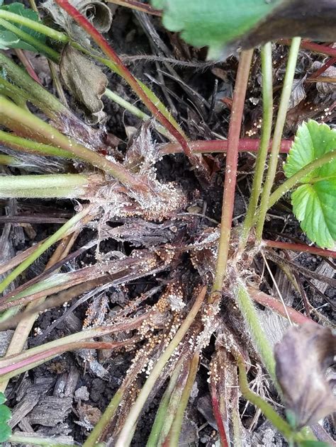 Eggs On My Strawberry Plants In The Ask A Question Forum