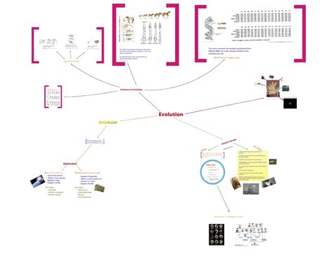 Mrs Reeds Science Class Evolution