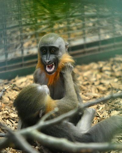 Psycho Monkey Crazy Monkey Attack Paul Flickr