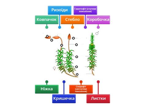 Будова зозулиного льону звичайного Діаграма з мітками