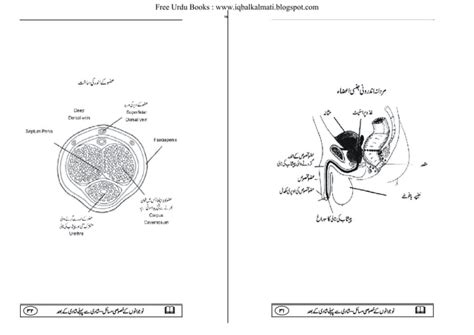 Sex Education In Urdu Book By Doctor Syed Mubeen Akhtar اسلامی نکاح