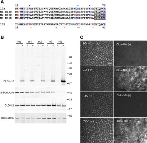 Expression Of Claudin 10a And 10b And 3 Charge Reversing Mutations Of Download Scientific
