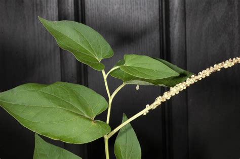 Saururus Cernuus Saururaceae