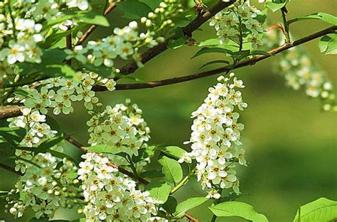 鲜花常识 如何种植稠李 鲜家网