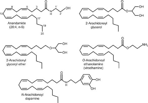 The Structures Of Five Putative Endogenous Cannabinoids Download