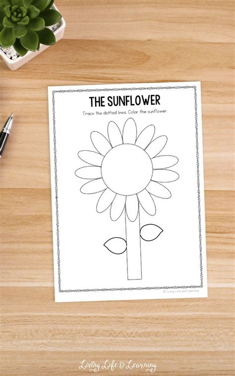 Sunflower Trace Worksheet Sunflower Tracing Worksheet Images Free