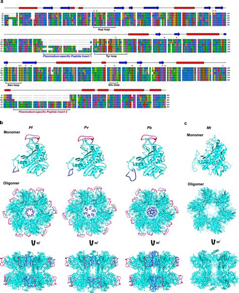 Multiple Sequence Alignment And Homology Modeling Of Plasmodia Gs A Download Scientific Diagram