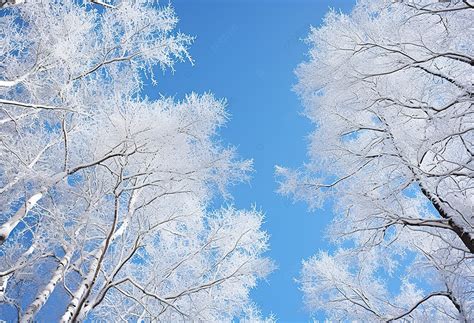 숲이 우거진 지역에 흰색 덮인 나무가 있는 푸른 하늘 겨울 국내의 꽃 배경 일러스트 및 사진 무료 다운로드 Pngtree