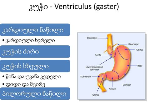 საჭმლის მომნელებელი სისტემა презентация онлайн