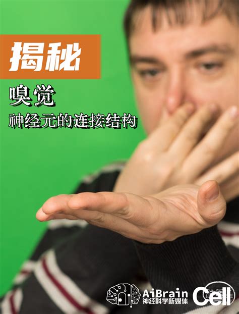 Cell丨理解嗅觉的重要一步！最新《细胞》揭秘嗅觉神经元的连接结构 脑医汇
